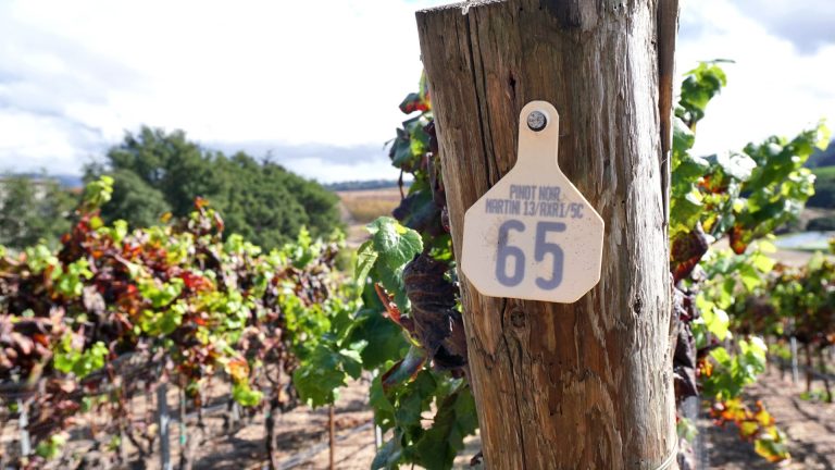 Kako naučiti čitati glazbene note | Razumijevanje osnovnih glazbenih nota i pojmova